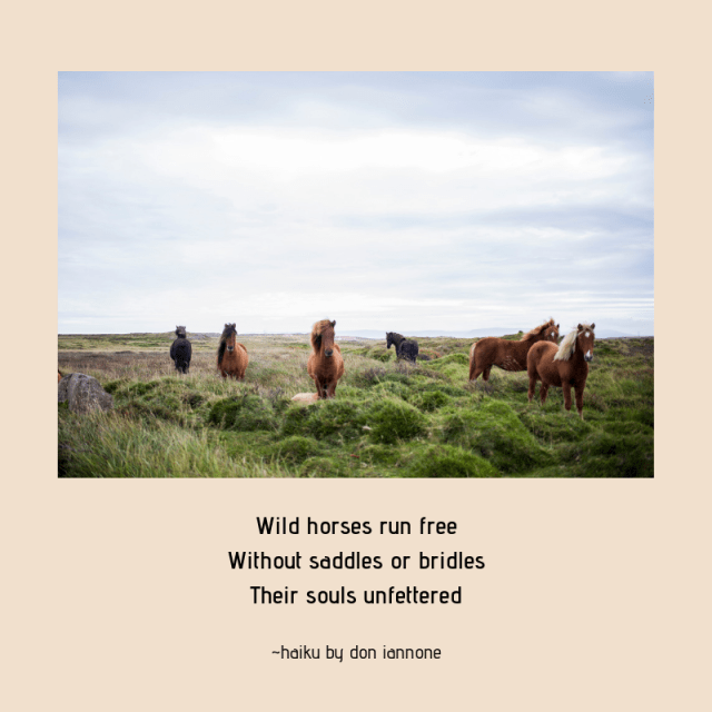 Horse Riding Poems