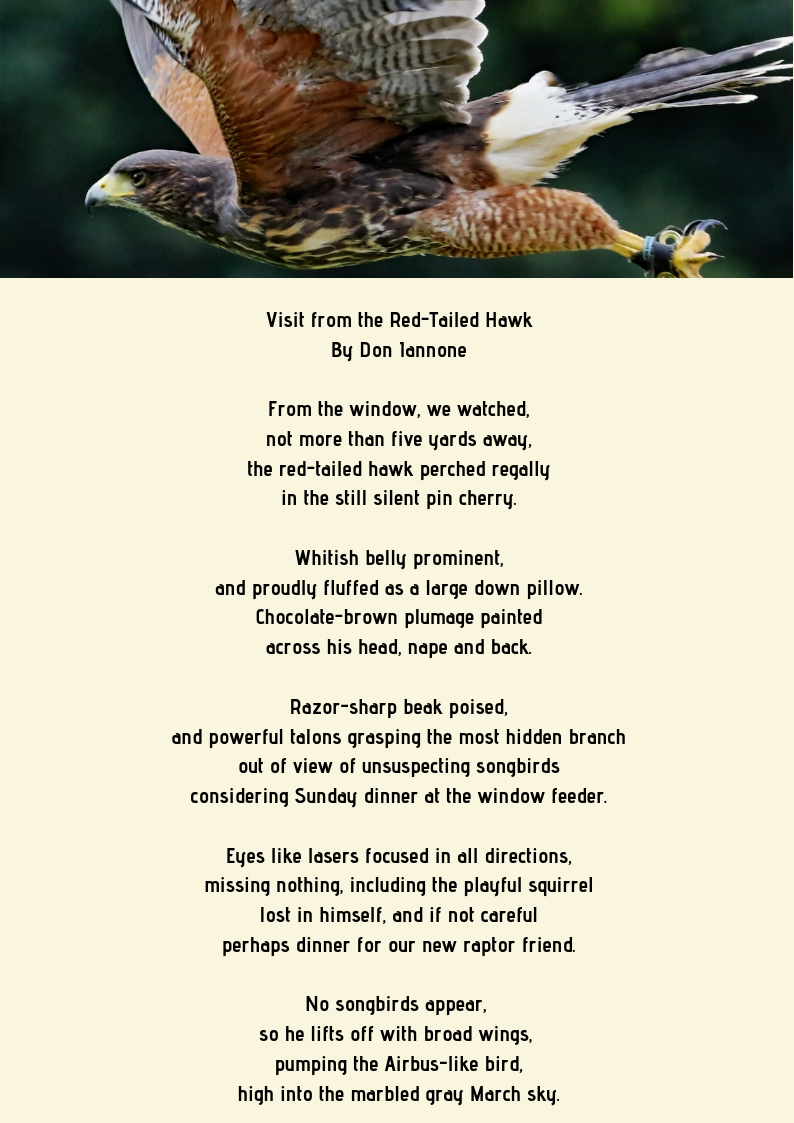 Red-Tailed Hawk Poem – Poetic Alchemist